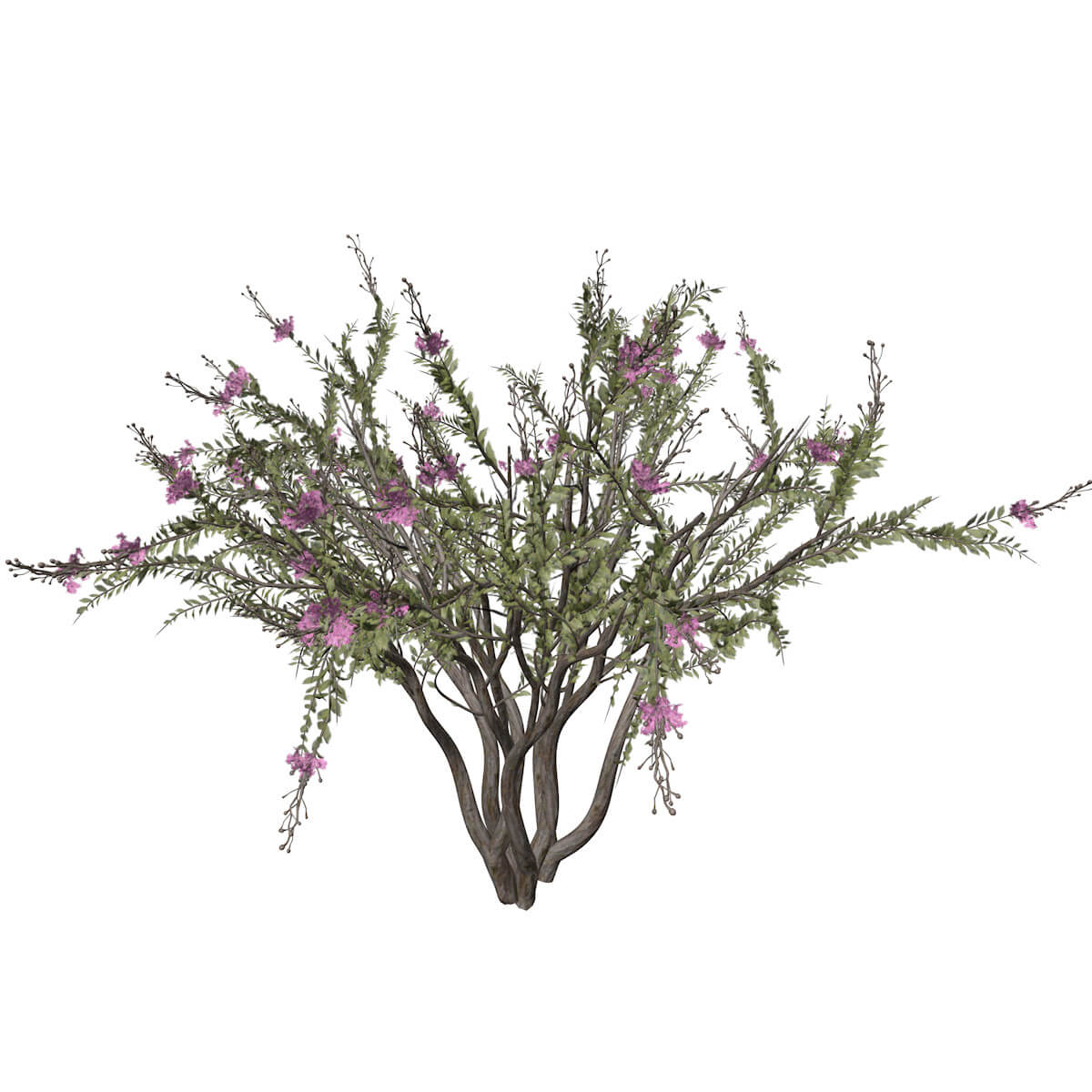 Crape Myrtle Tree #03 - 3D Model by AntonioKowatsch