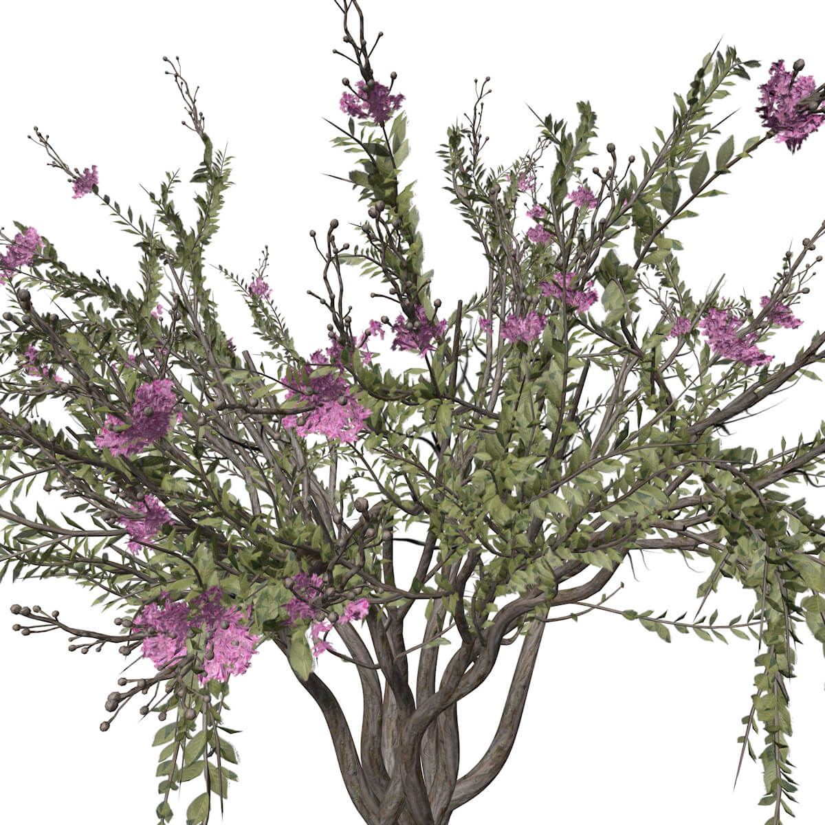 Crape Myrtle Tree #03 - 3D Model by AntonioKowatsch