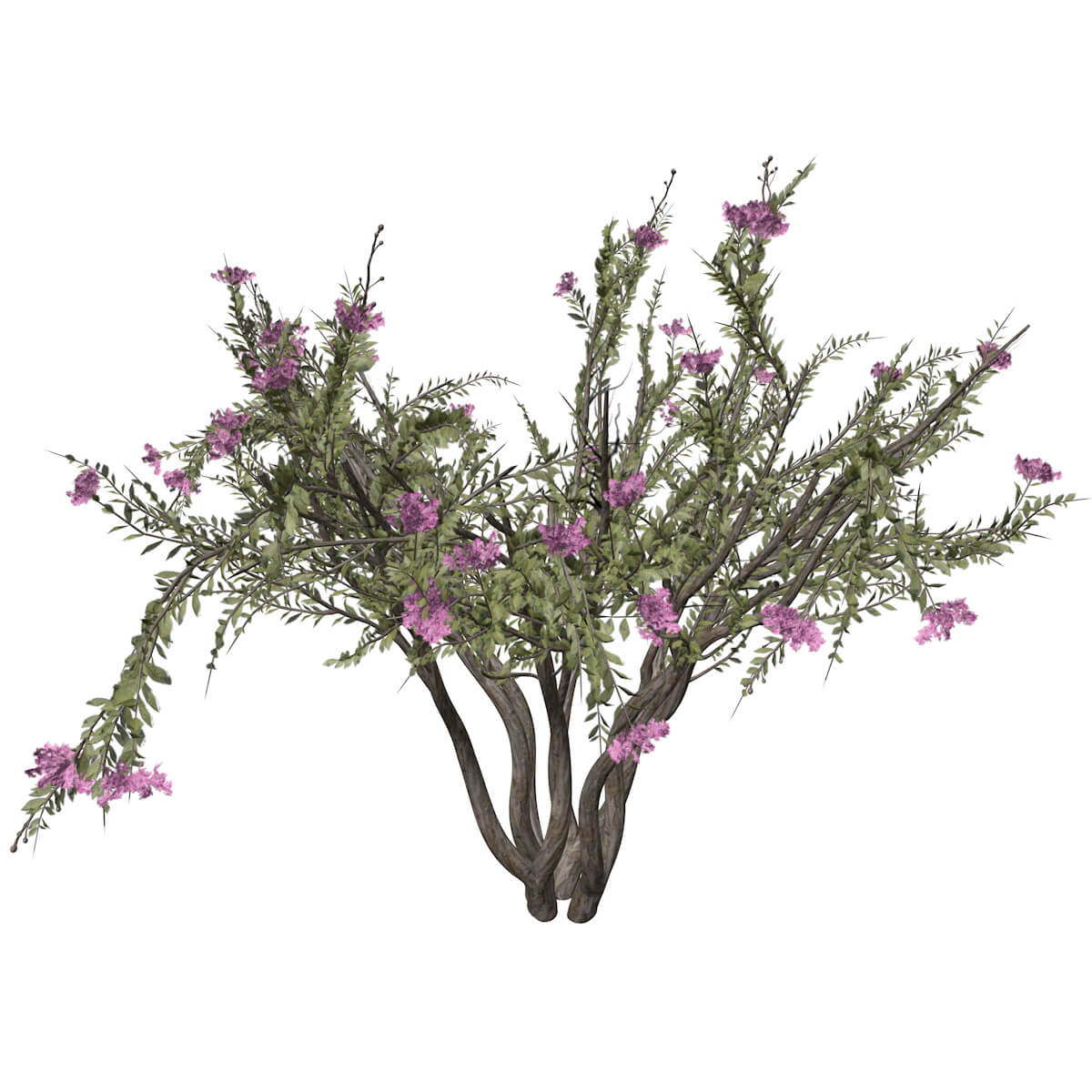 Crape Myrtle Tree Collection by AntonioKowatsch