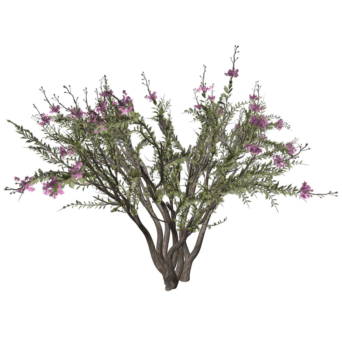 Crape Myrtle Tree Collection by AntonioKowatsch