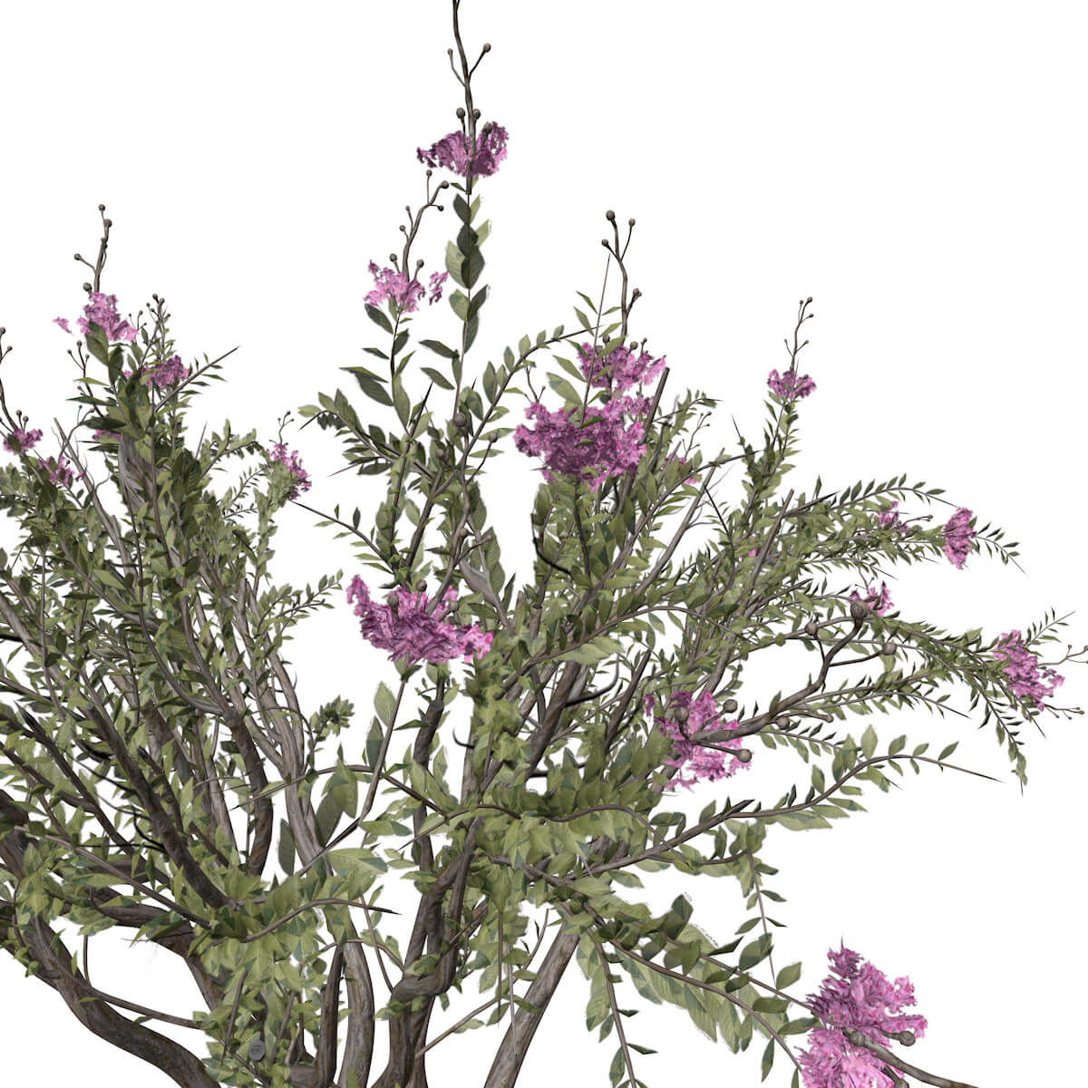 Crape Myrtle Tree #05 - 3D Model by AntonioKowatsch