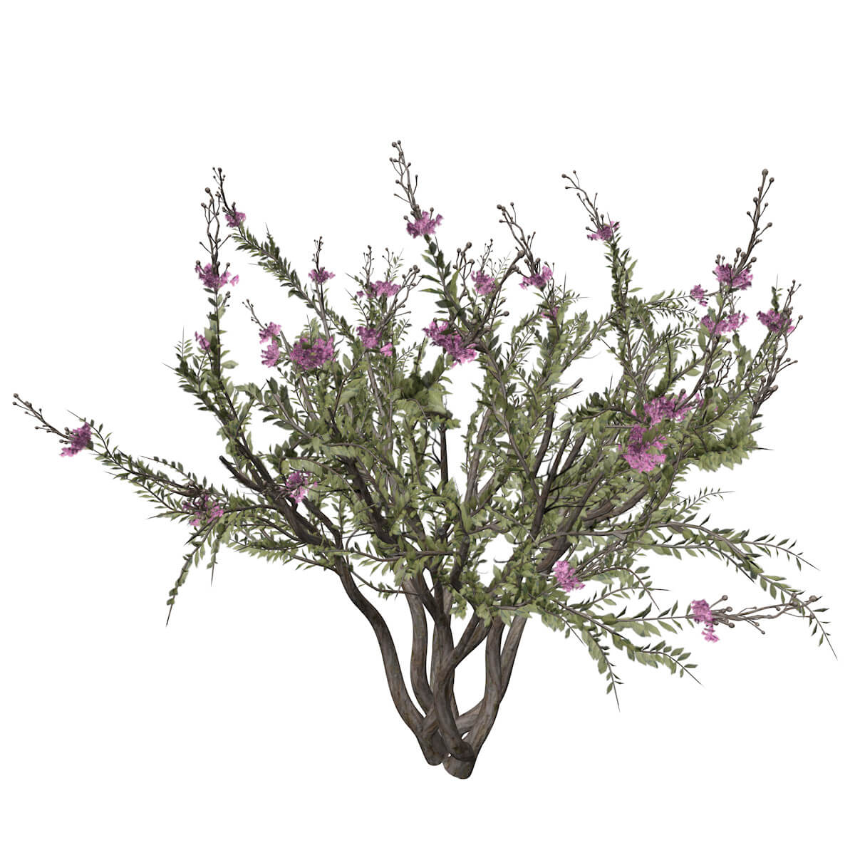 Crape Myrtle Tree #06 - 3D Model by AntonioKowatsch