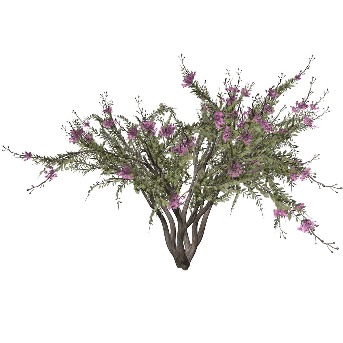 Crape Myrtle Tree #07 - 3D Model by AntonioKowatsch