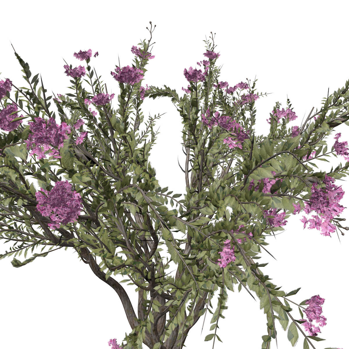 Crape Myrtle Tree #08 - 3D Model by AntonioKowatsch