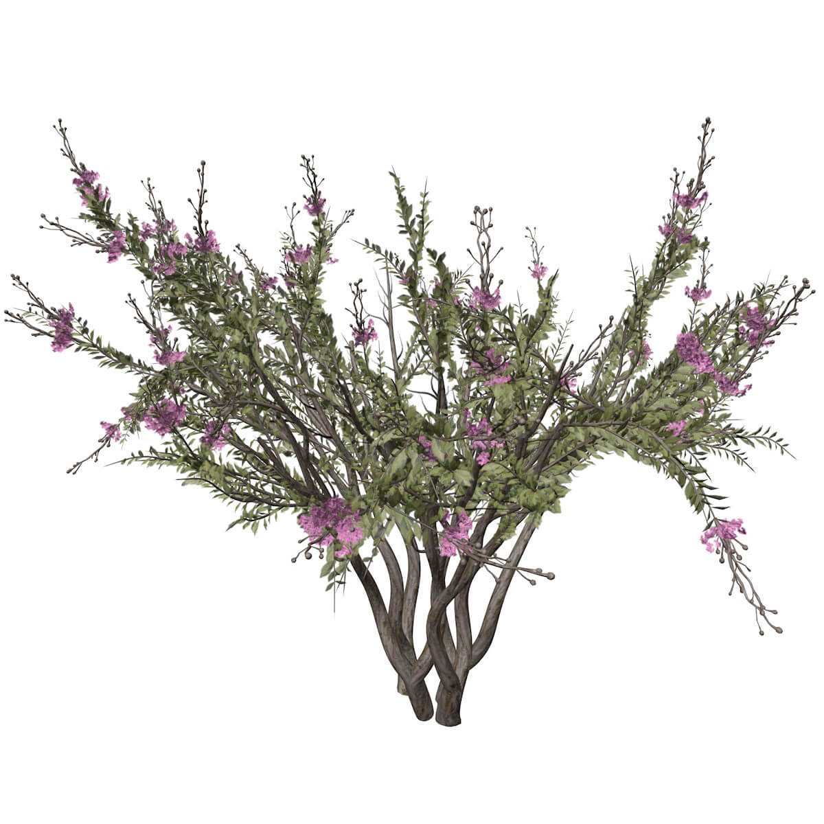 Crape Myrtle Tree Collection by AntonioKowatsch