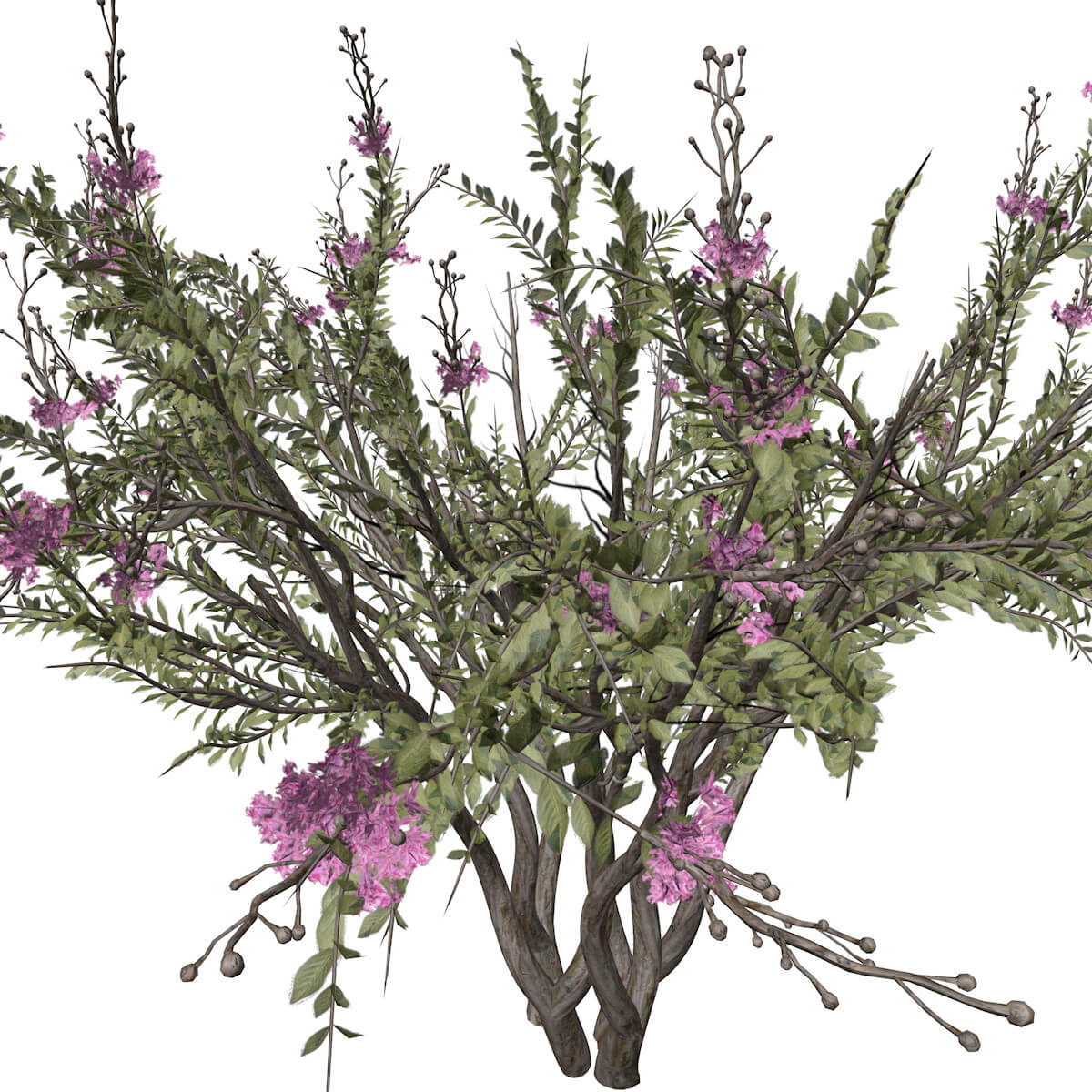 Crape Myrtle Tree #10 - 3D Model by AntonioKowatsch