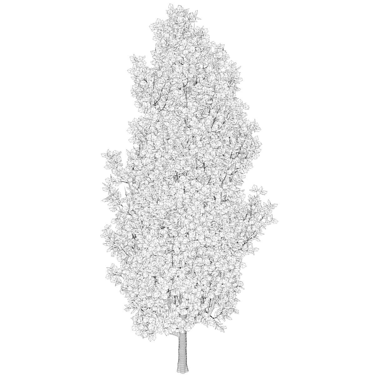 Cypress Oak Tree Collection by AntonioKowatsch