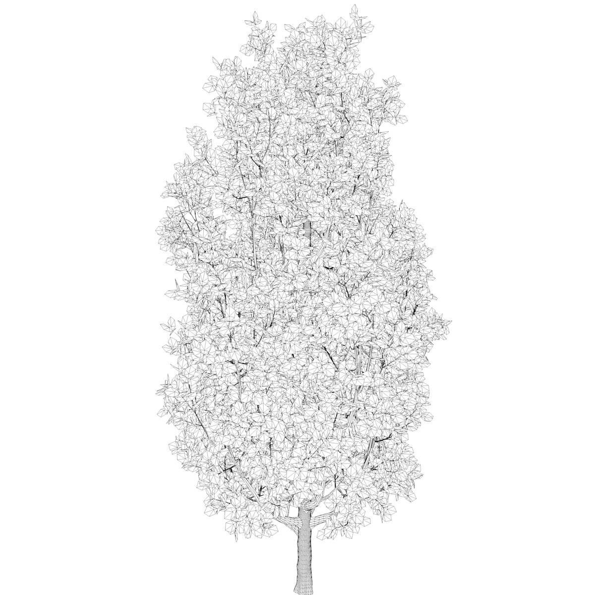 Cypress Oak Tree Collection by AntonioKowatsch