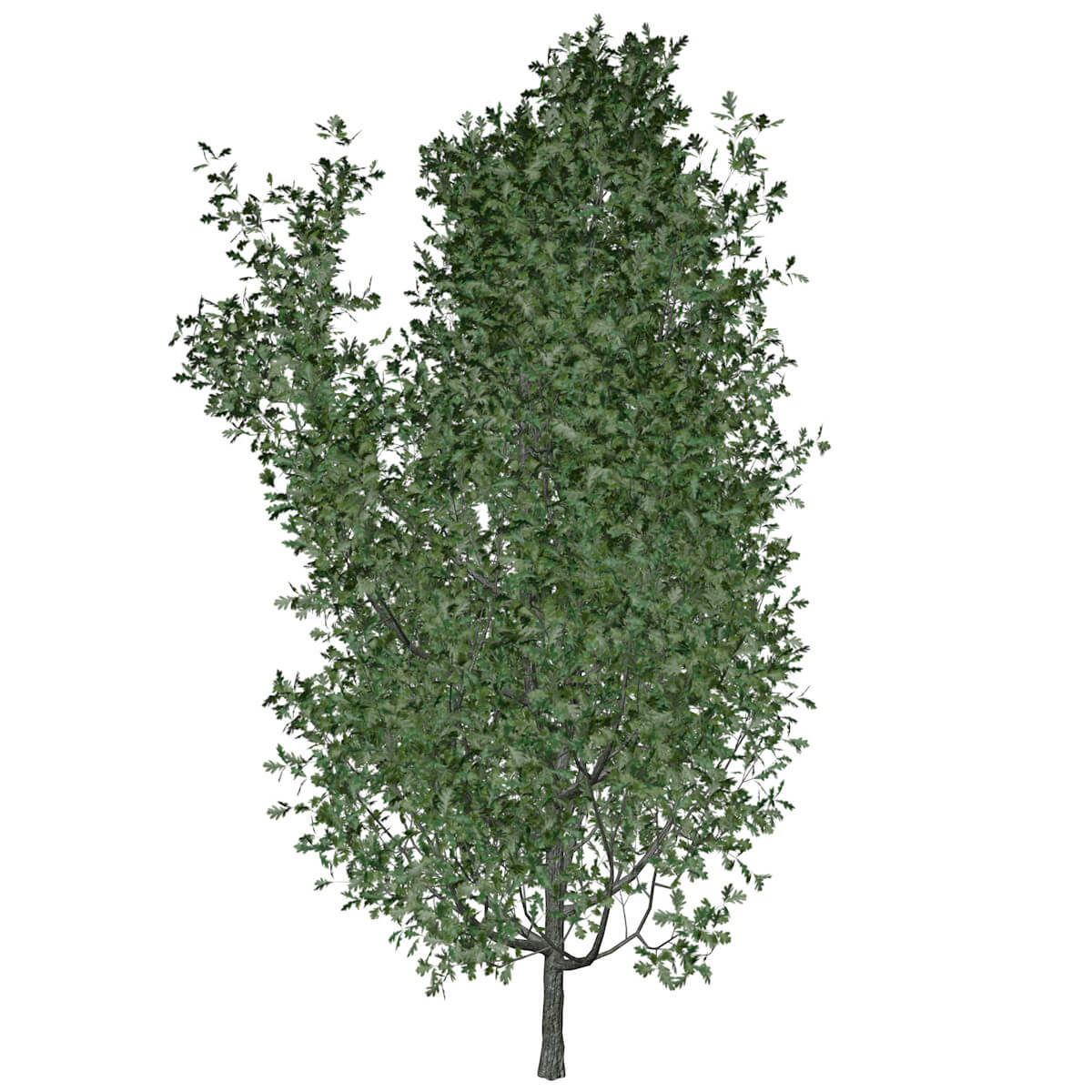Cypress Oak Tree #05 - 3D Model by AntonioKowatsch