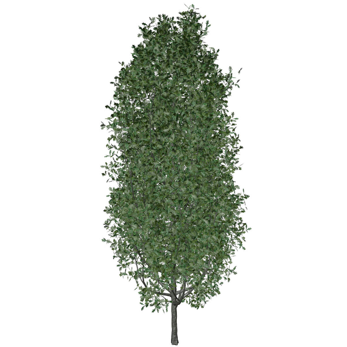 Cypress Oak Tree #06 - 3D Model by AntonioKowatsch