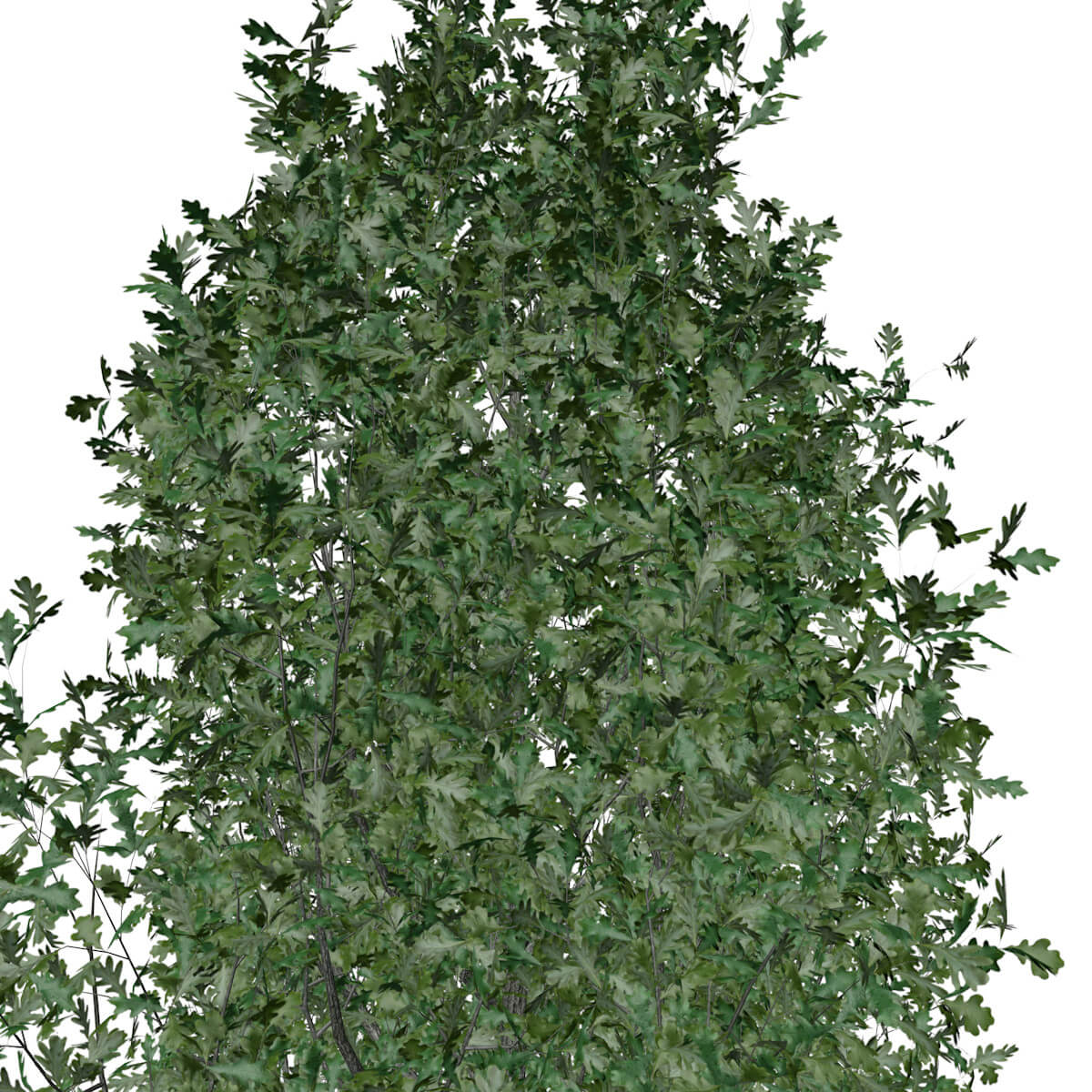 Cypress Oak Tree #06 - 3D Model by AntonioKowatsch