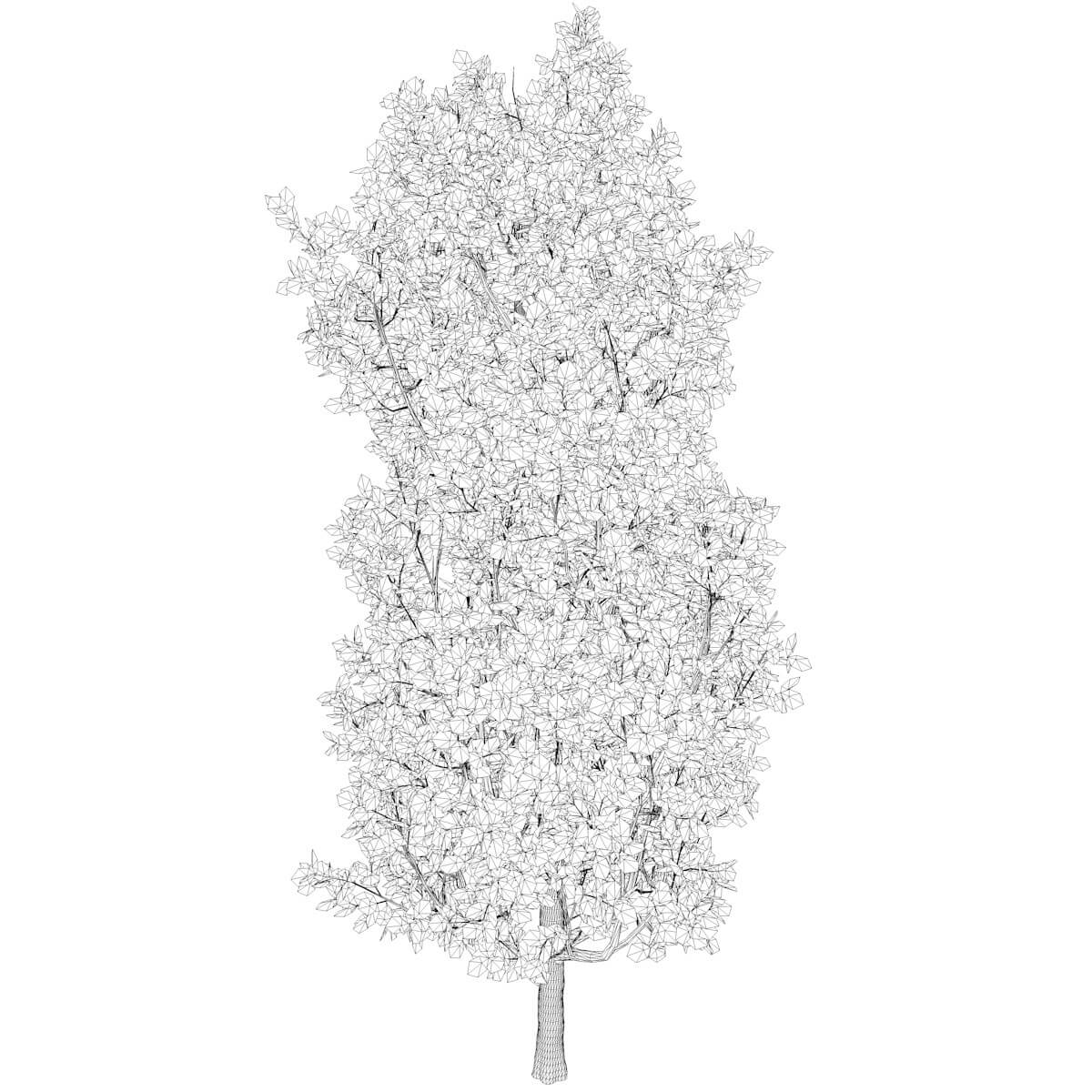 Cypress Oak Tree Collection by AntonioKowatsch