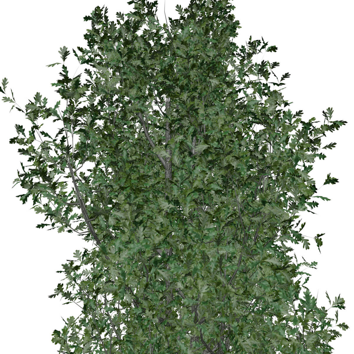 Cypress Oak Tree Collection by AntonioKowatsch