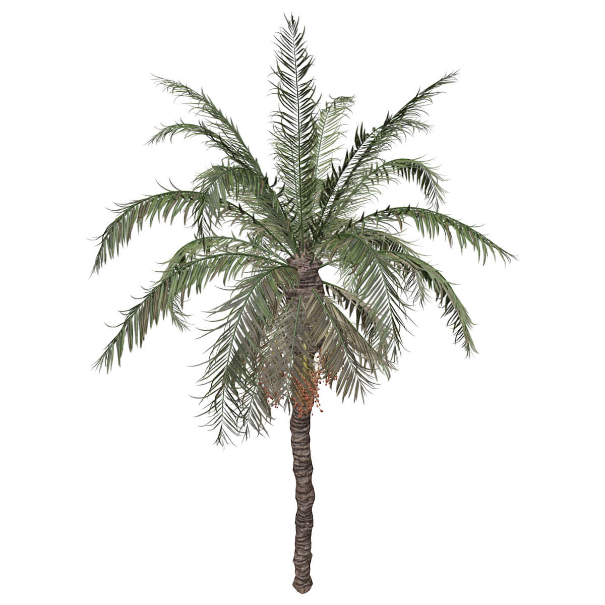 Date Palm #01 - 3D Model by AntonioKowatsch