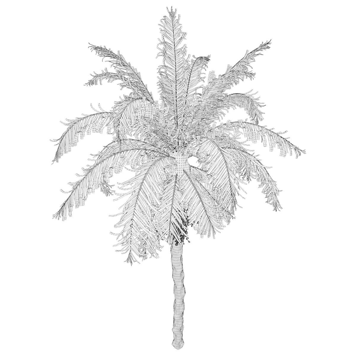 Date Palm Tree Collection by AntonioKowatsch