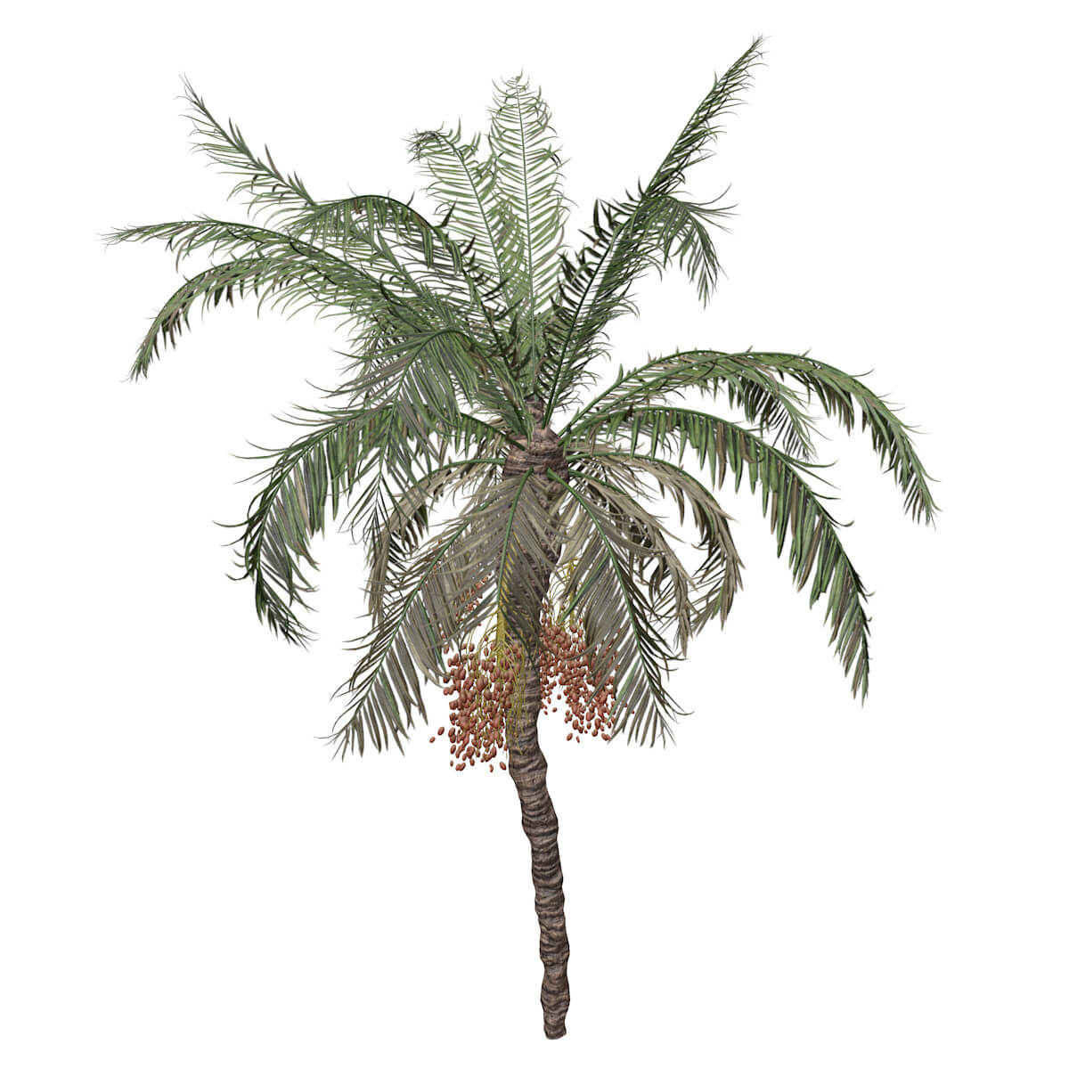 Date Palm #02 - 3D Model by AntonioKowatsch
