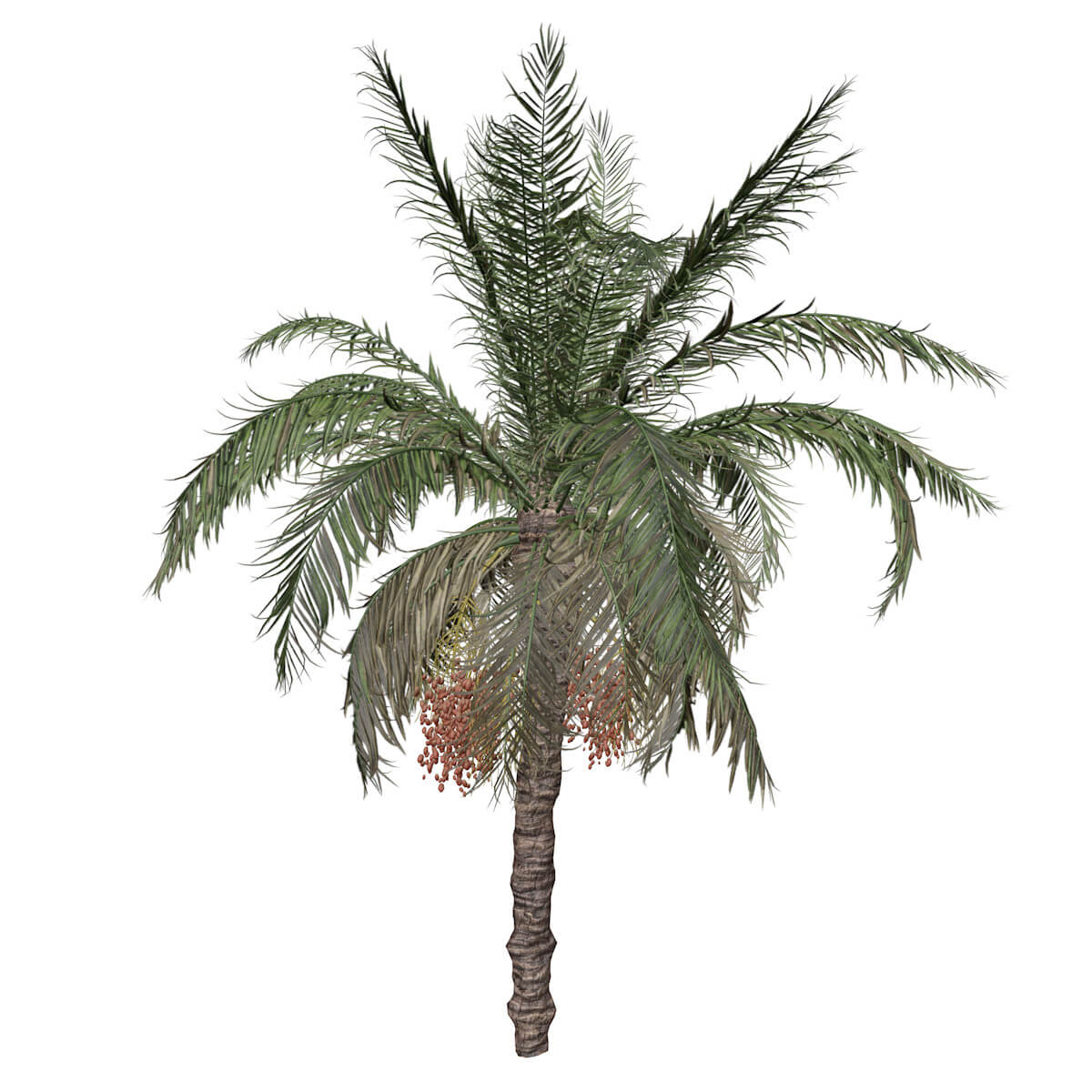 Date Palm #03 - 3D Model by AntonioKowatsch