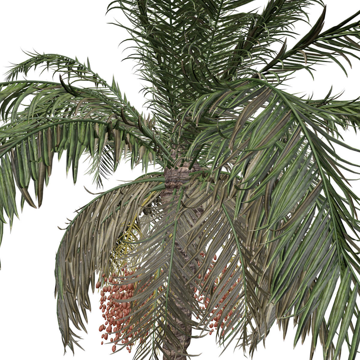 Date Palm Tree Collection by AntonioKowatsch