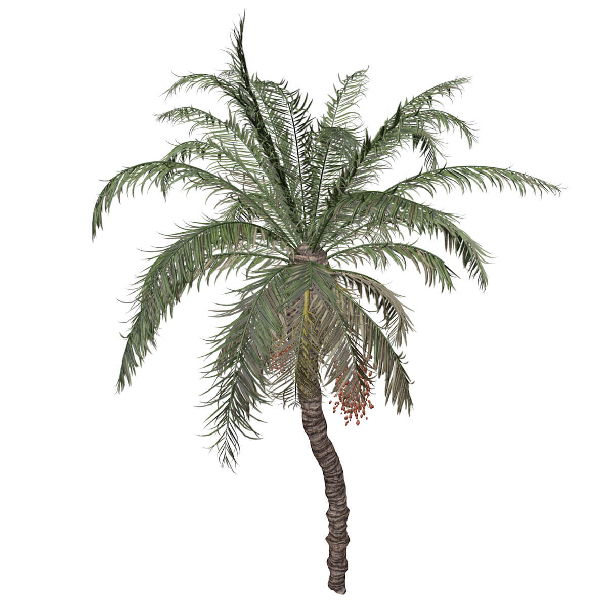 Date Palm Tree Collection by AntonioKowatsch