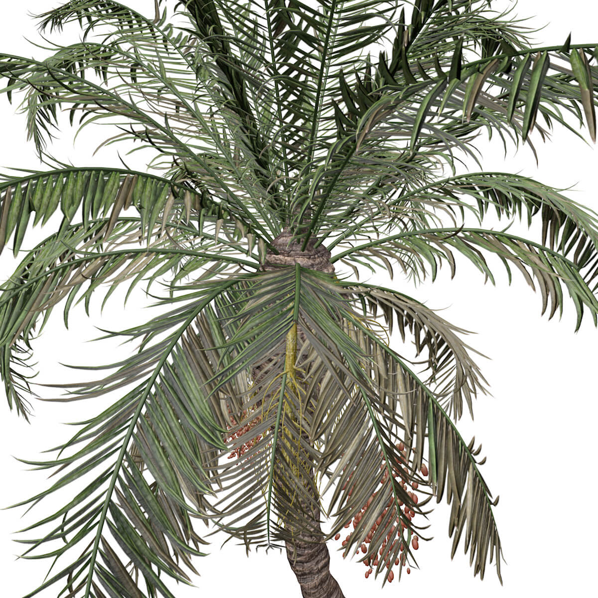 Date Palm #05 - 3D Model by AntonioKowatsch