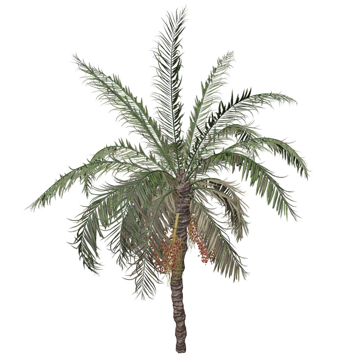 Date Palm #06 - 3D Model by AntonioKowatsch