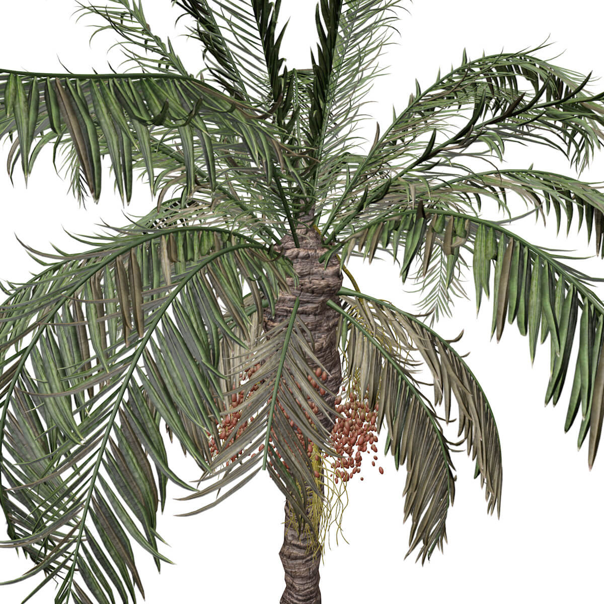 Date Palm #07 - 3D Model by AntonioKowatsch