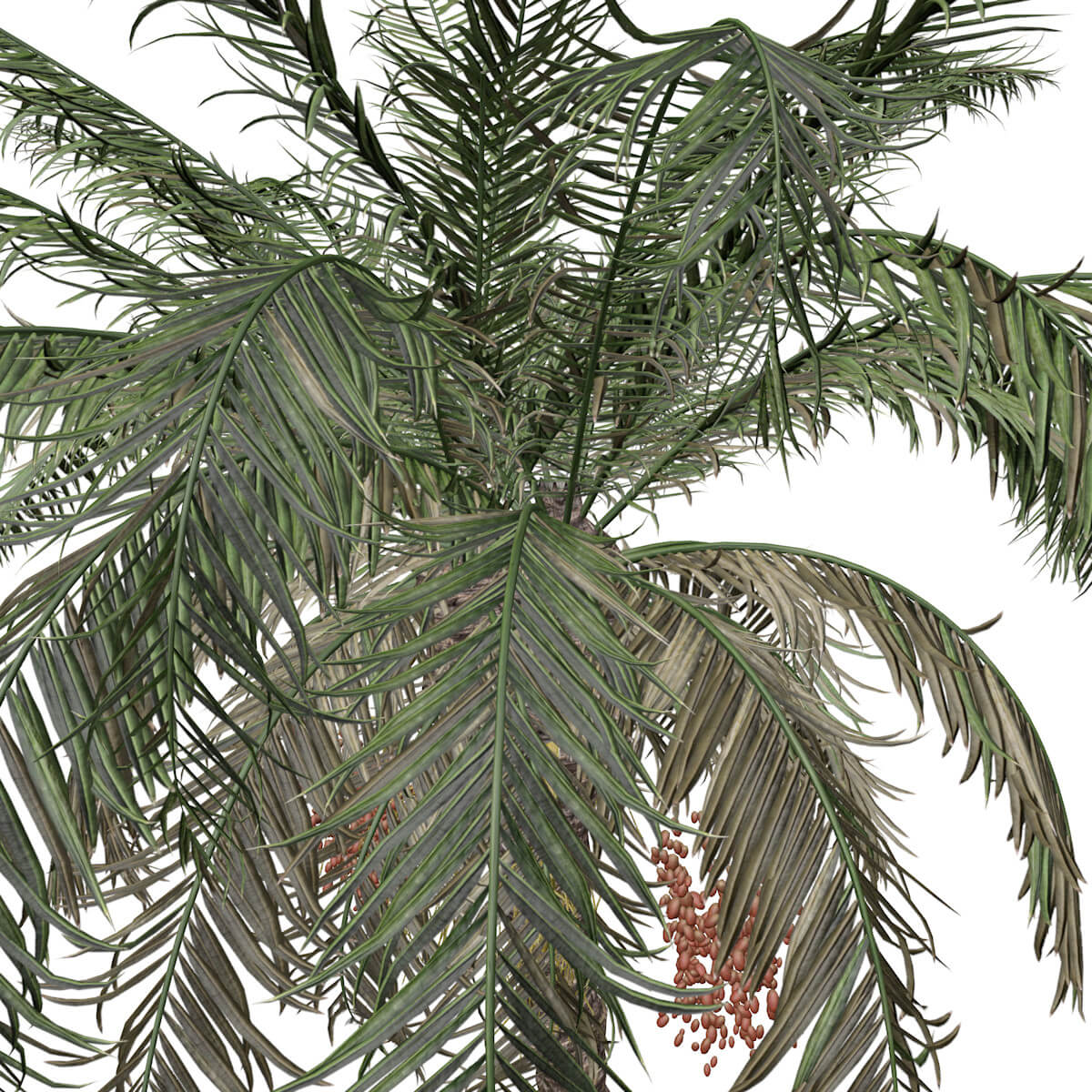 Date Palm Tree Collection by AntonioKowatsch