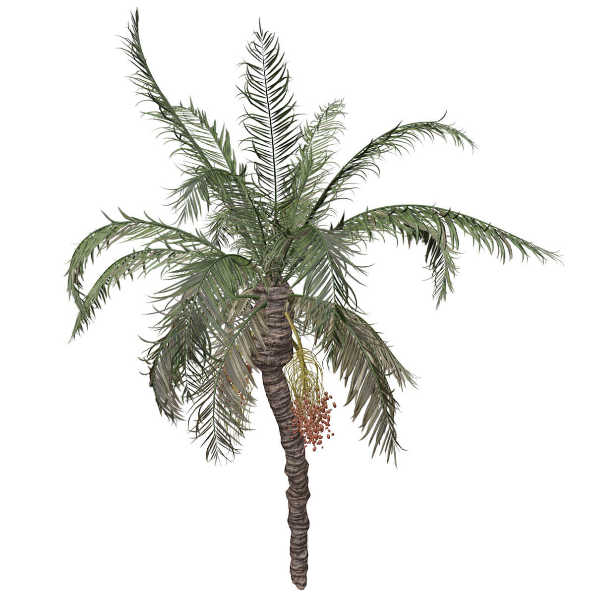 Date Palm #10 - 3D Model by AntonioKowatsch