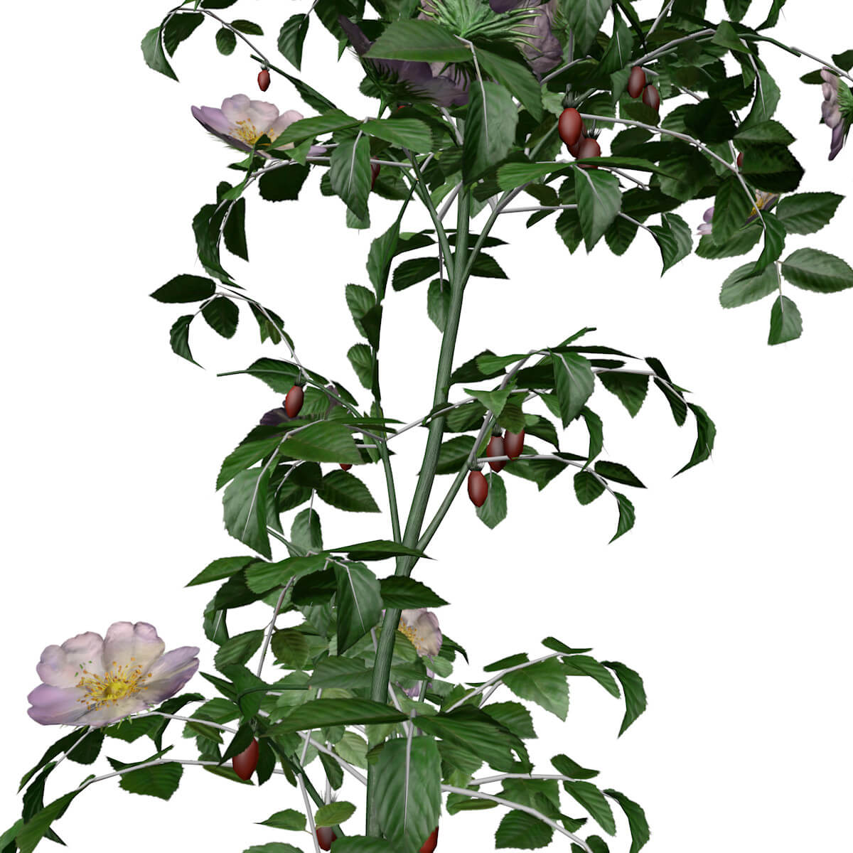 Dog Rose Plant Collection by AntonioKowatsch