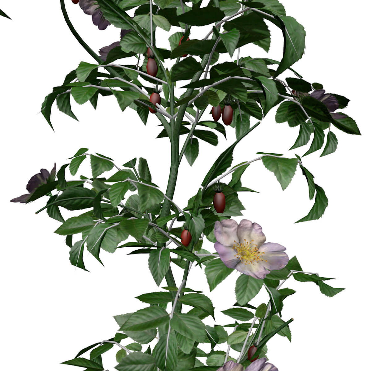 Dog Rose Plant Collection by AntonioKowatsch