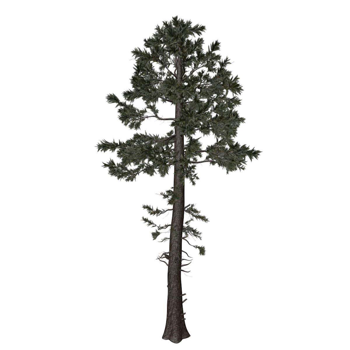 Douglas Fir Tree #01 - 3D Model by AntonioKowatsch