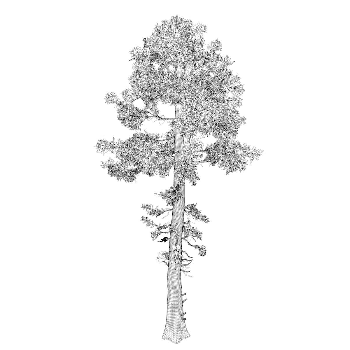 Douglas Fir Tree Collection by AntonioKowatsch