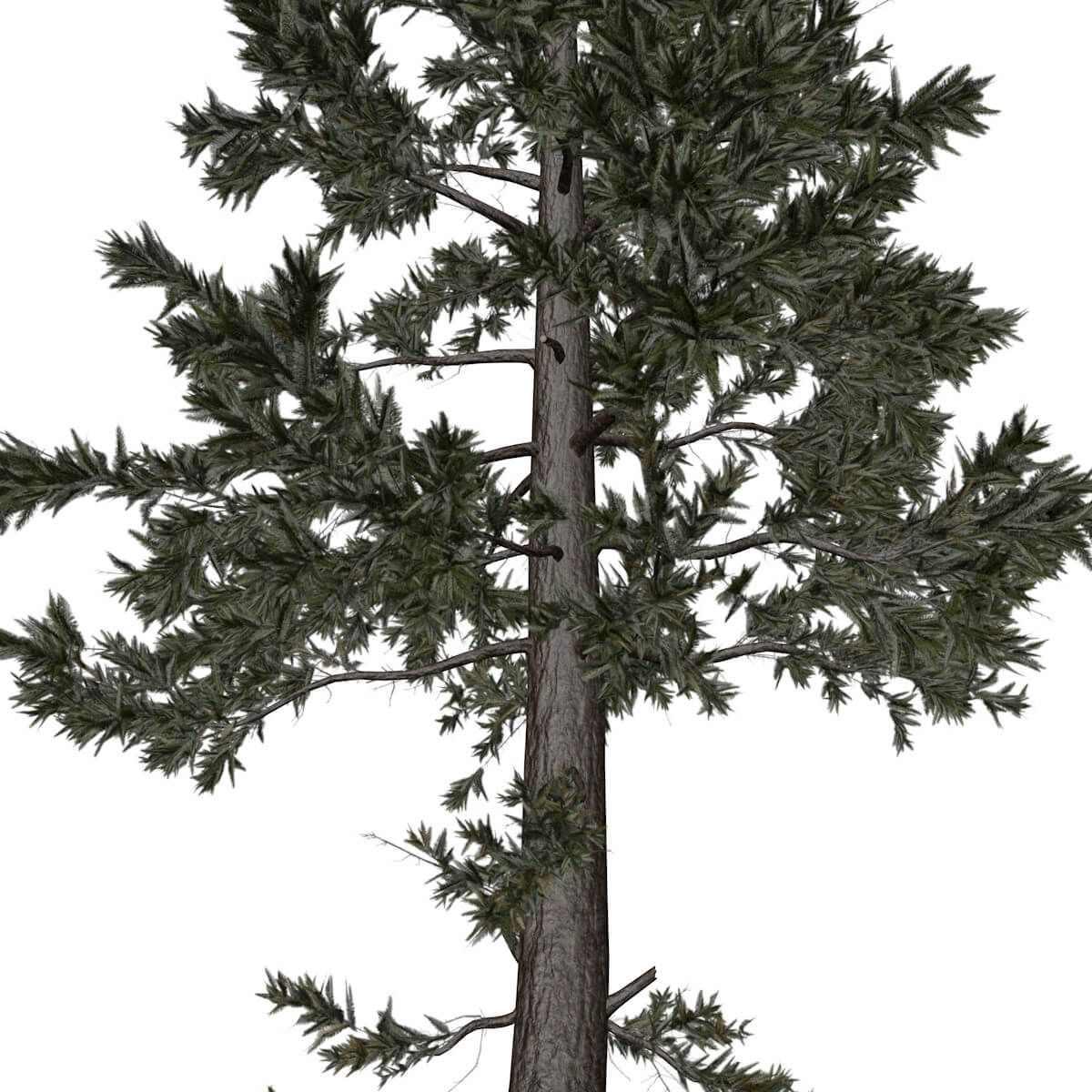 Douglas Fir Tree Collection by AntonioKowatsch