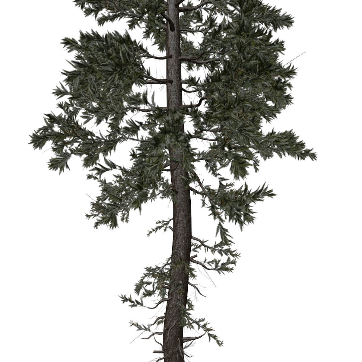 Douglas Fir Tree #02 - 3D Model by AntonioKowatsch