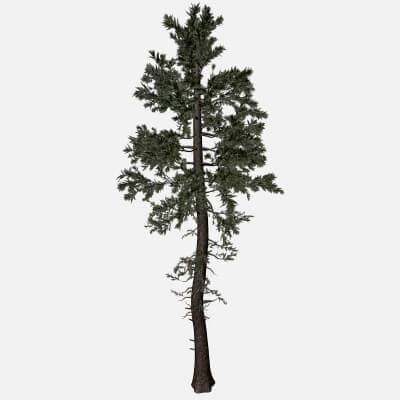 Douglas Fir Tree #09 - 3D Model by AntonioKowatsch