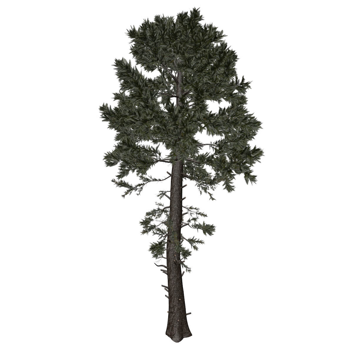 Douglas Fir Tree Collection by AntonioKowatsch