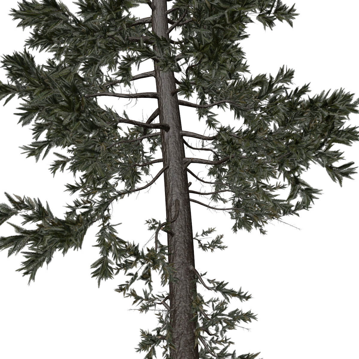 Douglas Fir Tree Collection by AntonioKowatsch