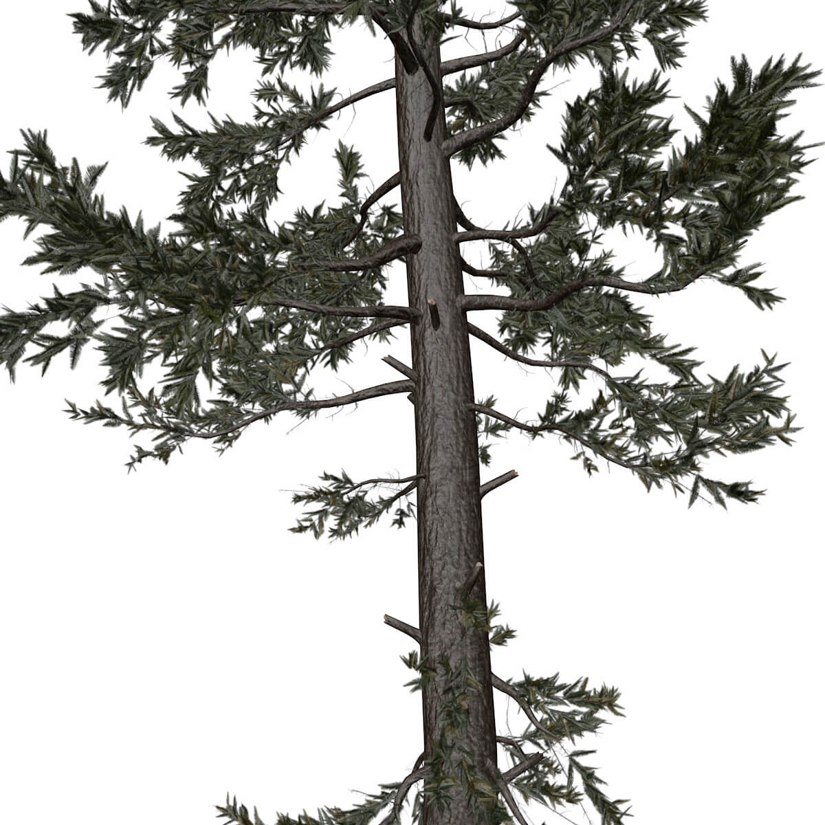 Douglas Fir Tree Collection by AntonioKowatsch