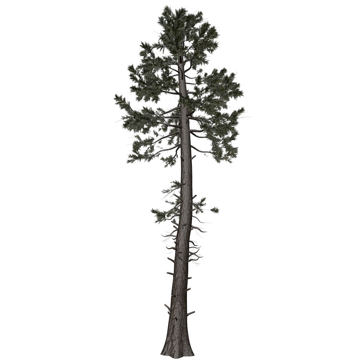 Douglas Fir Tree Collection by AntonioKowatsch