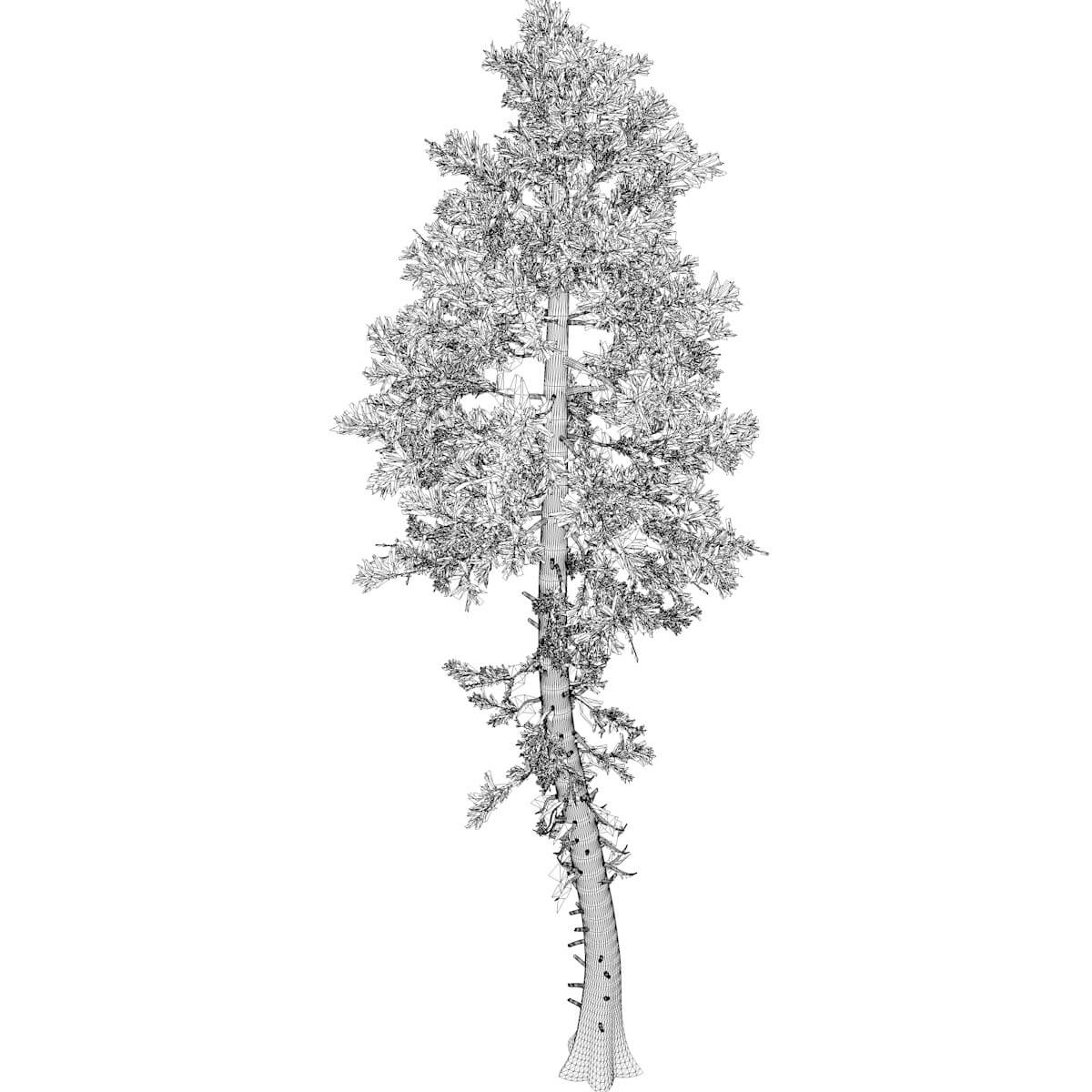 Douglas Fir Tree Collection by AntonioKowatsch