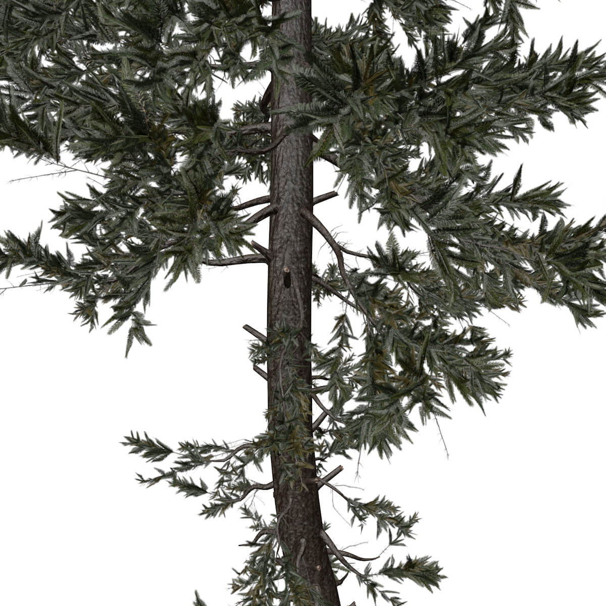 Douglas Fir Tree Collection by AntonioKowatsch