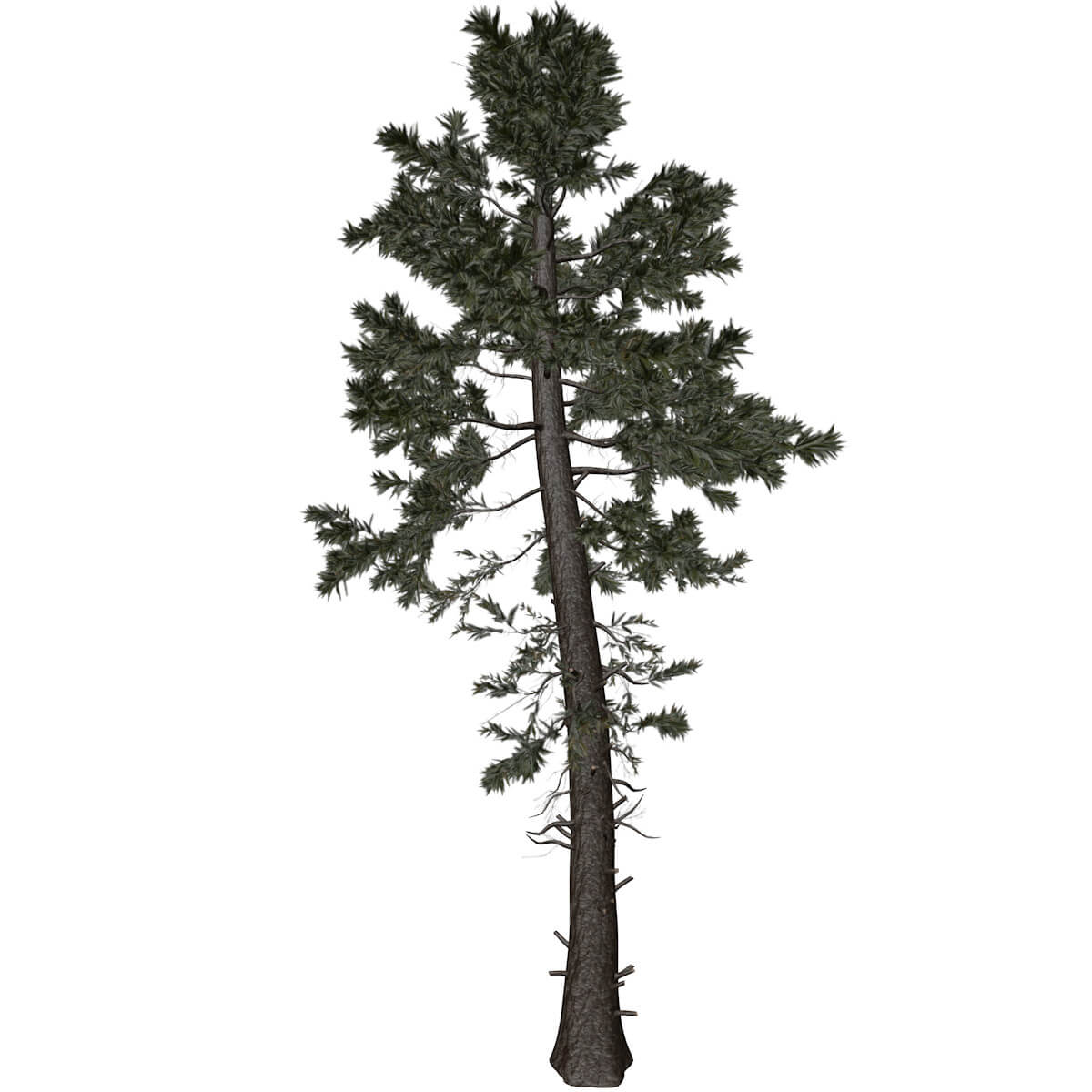 Douglas Fir Tree #08 - 3D Model by AntonioKowatsch