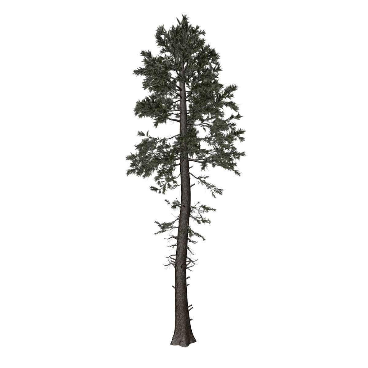Douglas Fir Tree Drawing
