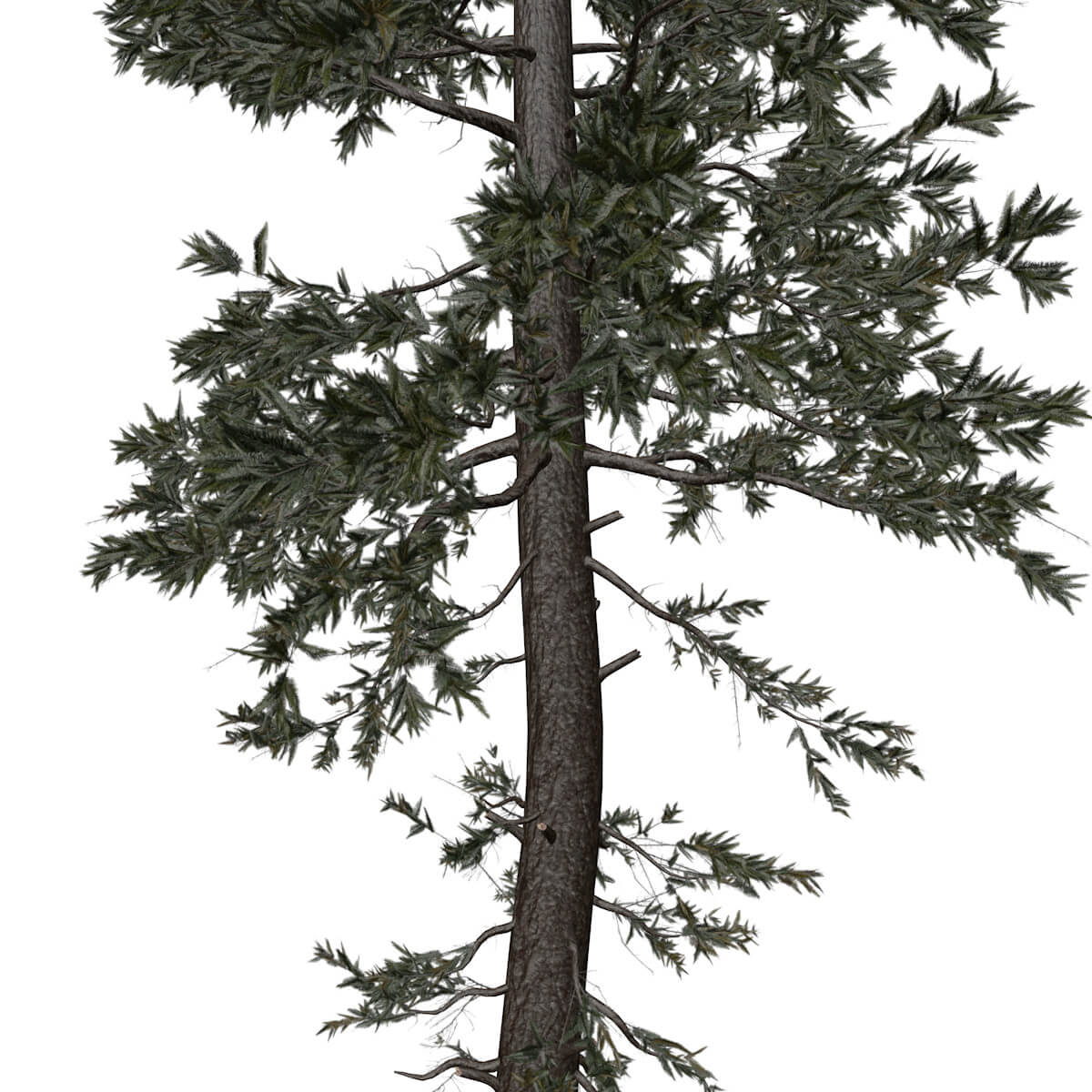 Douglas Fir Tree #10 - 3D Model by AntonioKowatsch