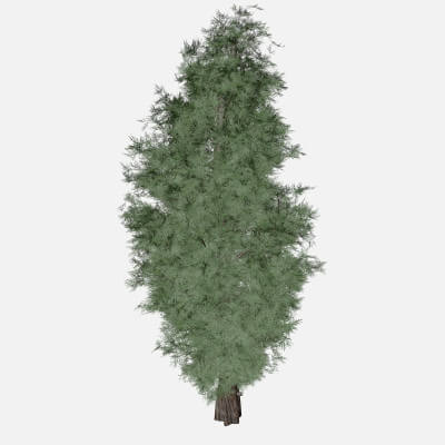 Eastern Red Cedar Tree #01 - 3D Model by AntonioKowatsch