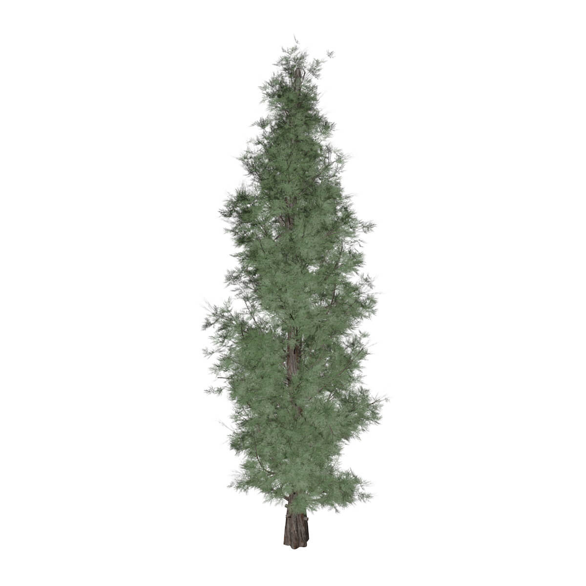 Eastern Red Cedar Tree #02 - 3D Model by AntonioKowatsch