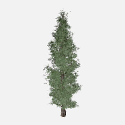 Eastern Red Cedar Tree #02 - 3D Model by AntonioKowatsch