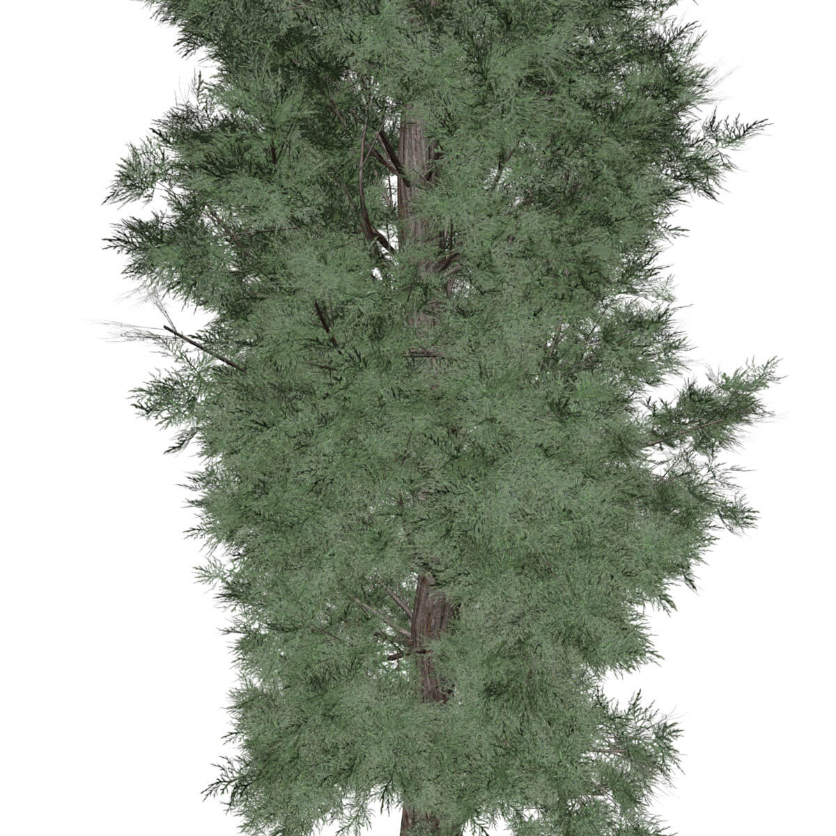 Eastern Red Cedar Tree #03 - 3D Model by AntonioKowatsch