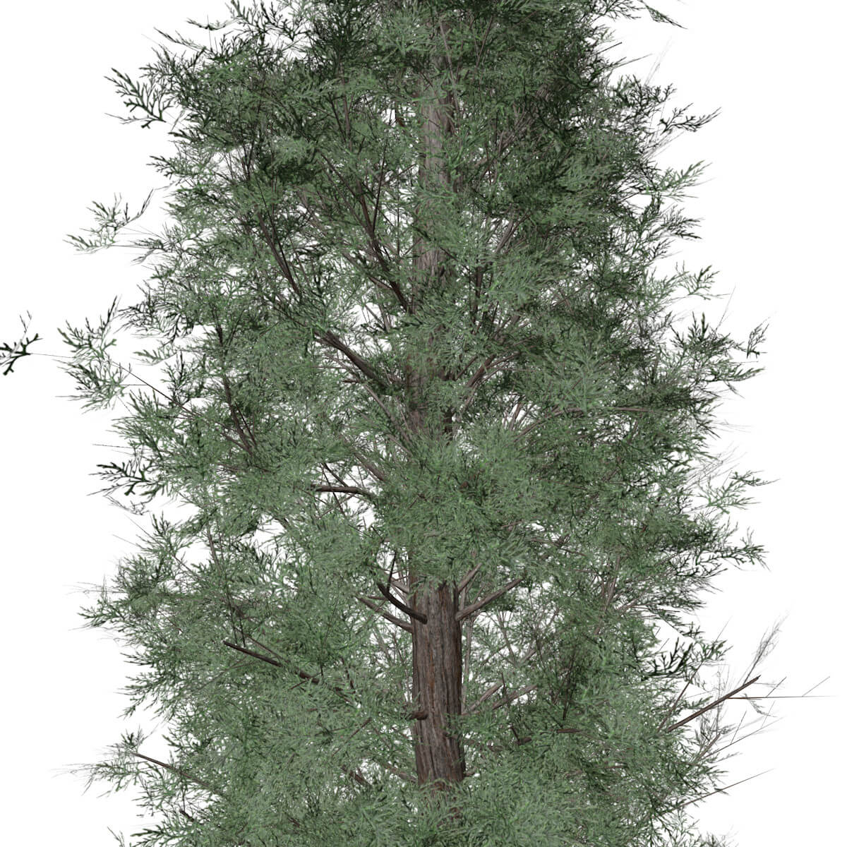 Eastern Red Cedar Tree #06 - 3D Model by AntonioKowatsch