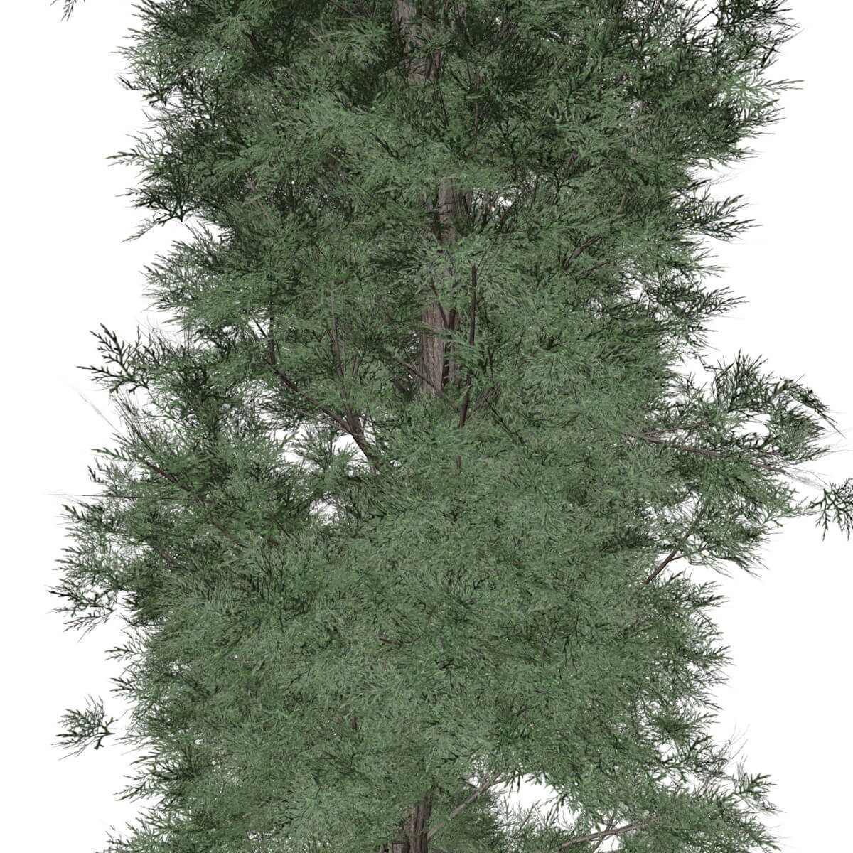 Eastern Red Cedar Tree Collection by AntonioKowatsch